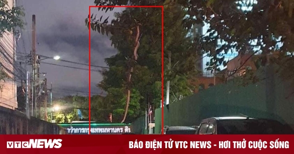 Sự thật về con rắn ‘khổng lồ’ vắt vẻo giữa đường khiến dân mạng sợ xanh mặt