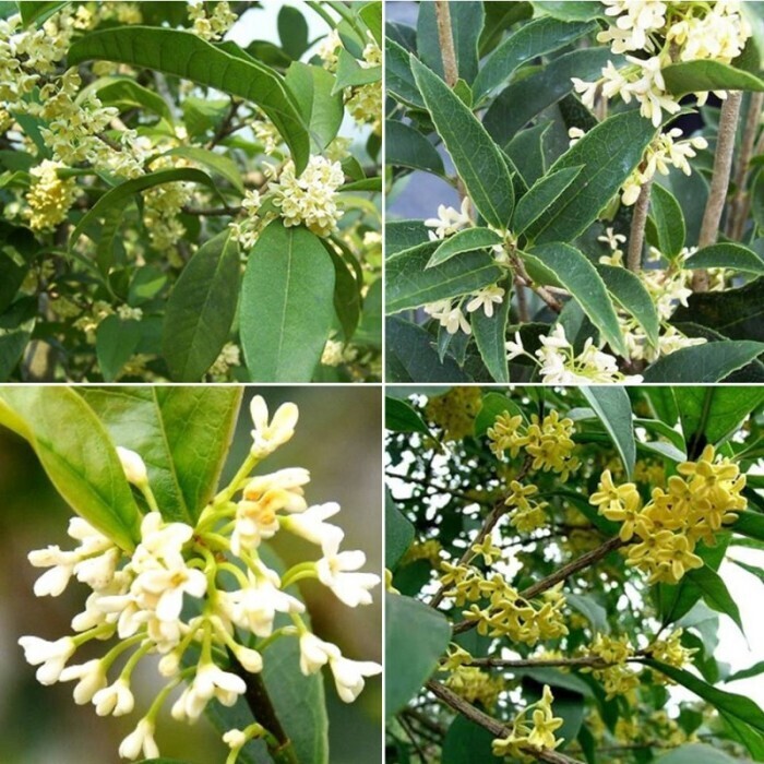 Có nên trồng cây mộc hương trước nhà?